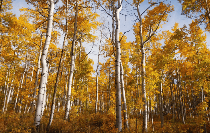 Experiences - Hotel Jerome